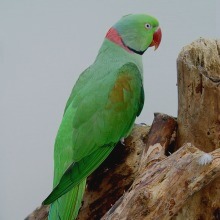 Alexandrine Parakeet Mutations